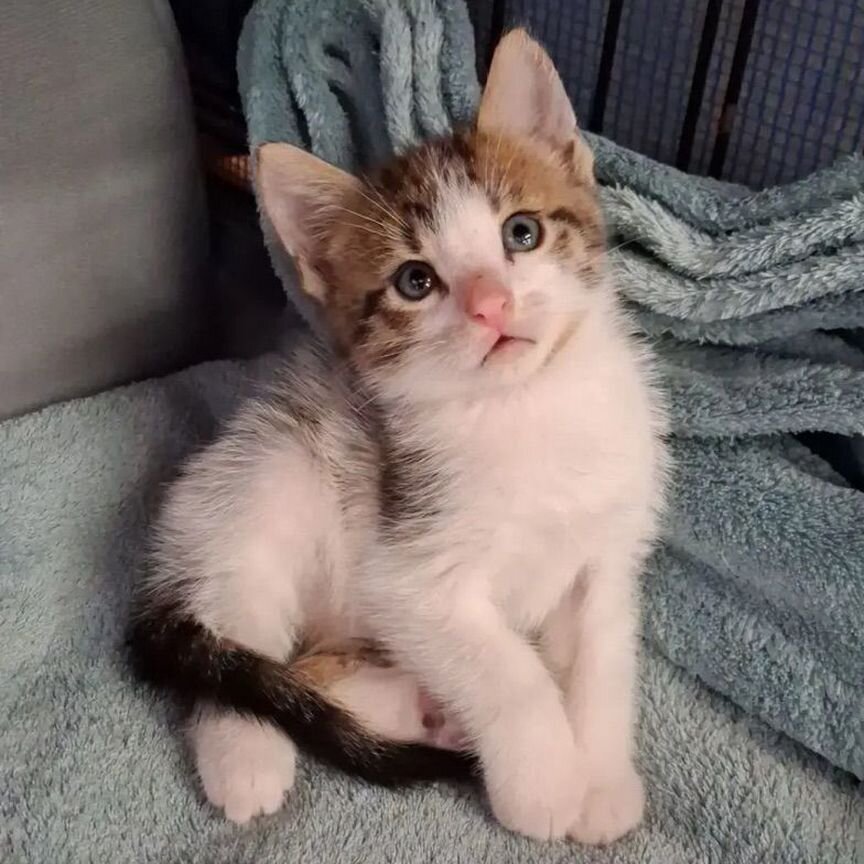 Котёнок в добрые руки