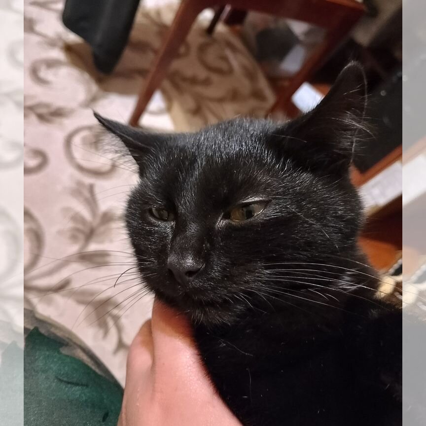 Взрослая кошка в добрые руки