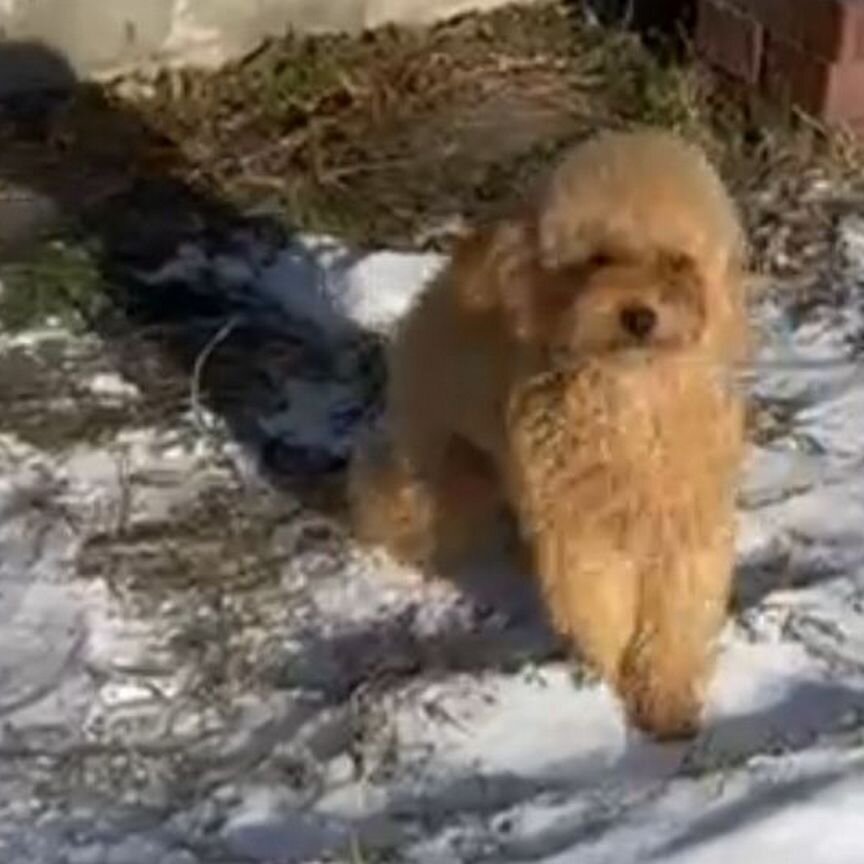 Братишки-мальчишки