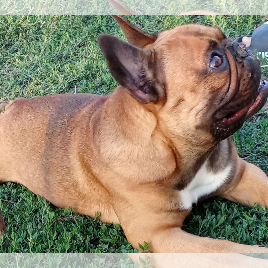 Вязка собак французский бульдог