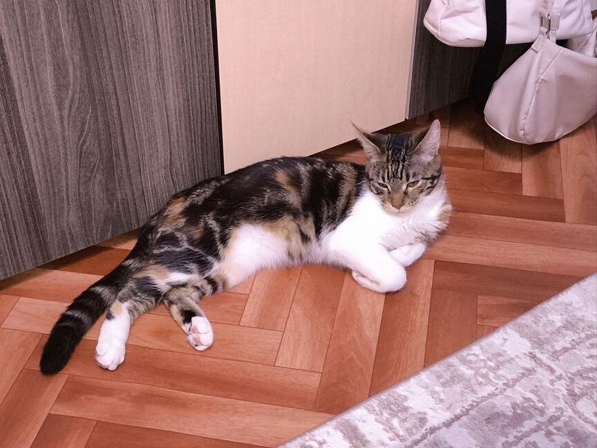 Пародистая кошка