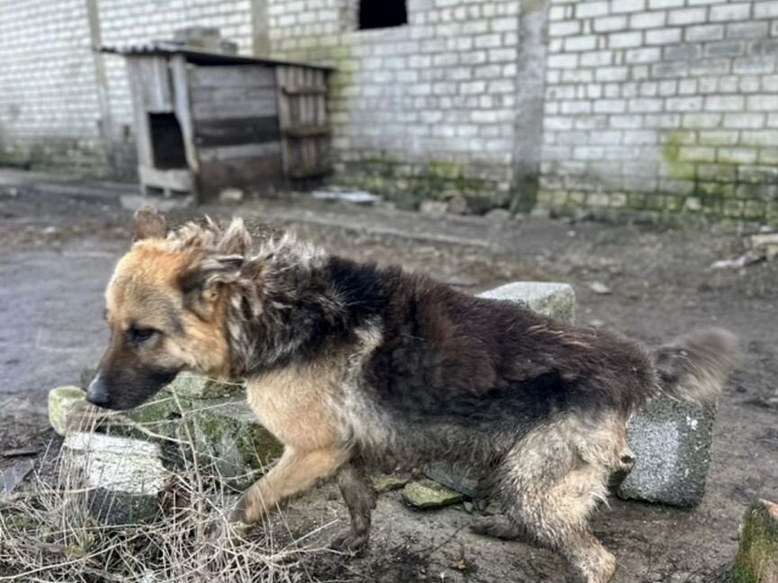 Собака в беде в добрые руки