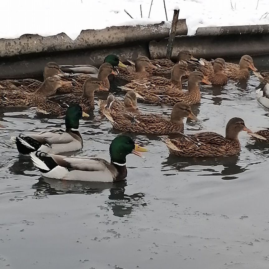 Подсадные утки