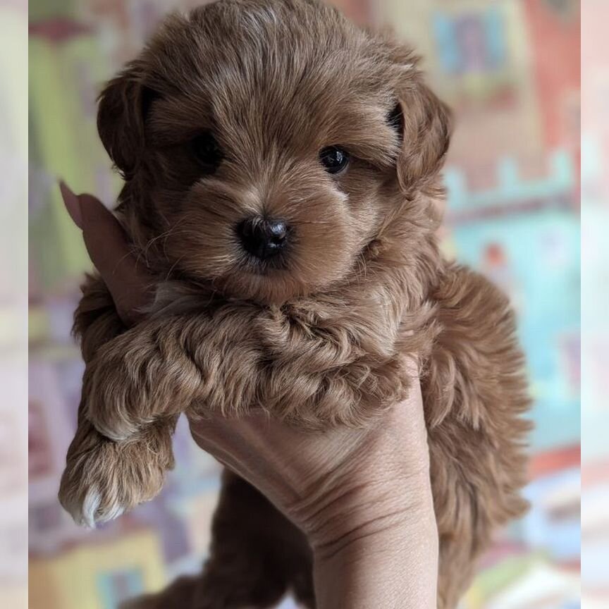 Мальтипу, щенок