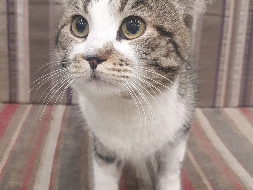 Нужна передержка/новый дом