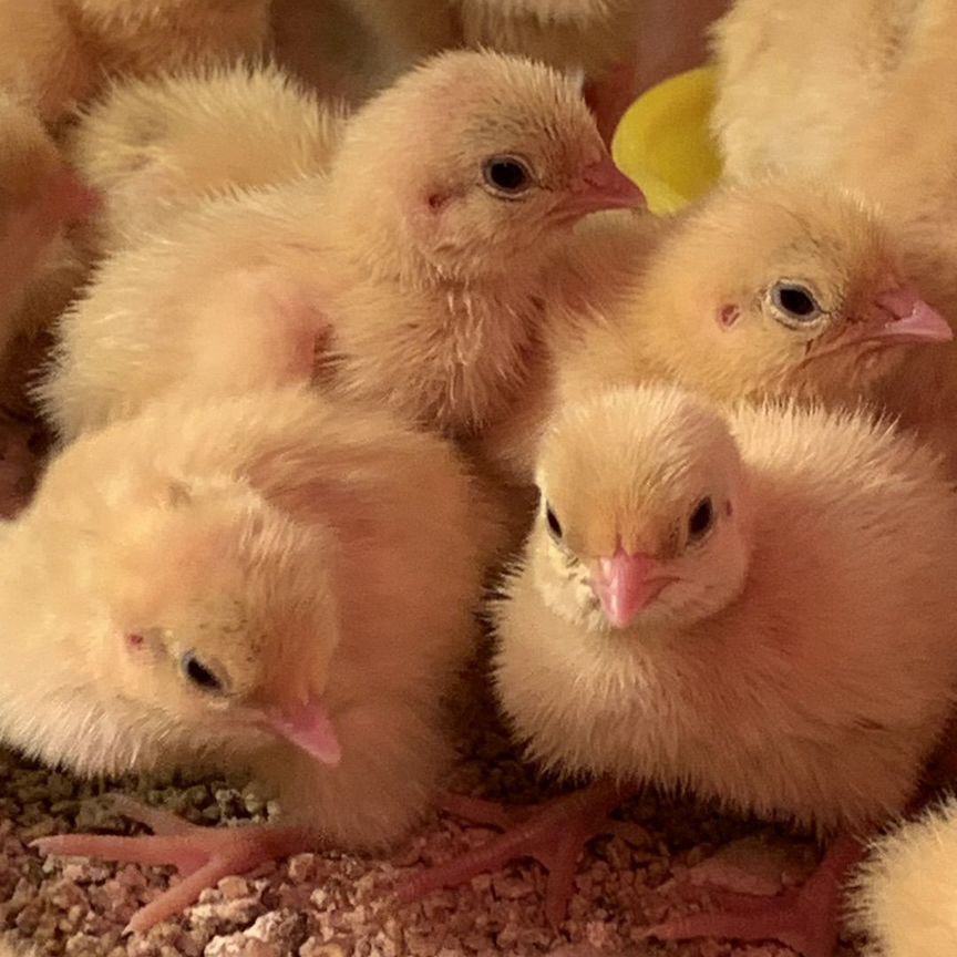 Цыплята суточные