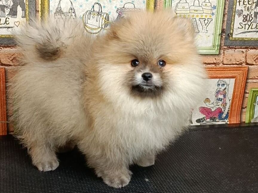 Померанский шпиц медвежьего типа