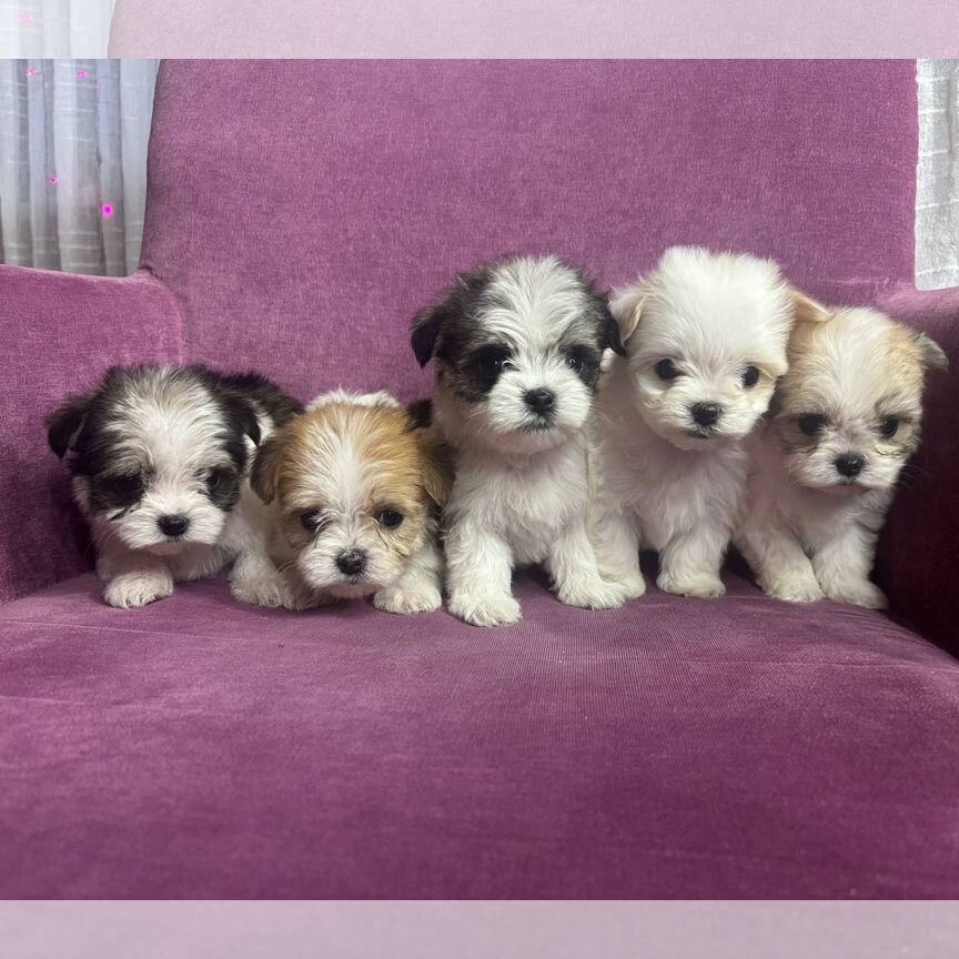 Мальтипу, щенок