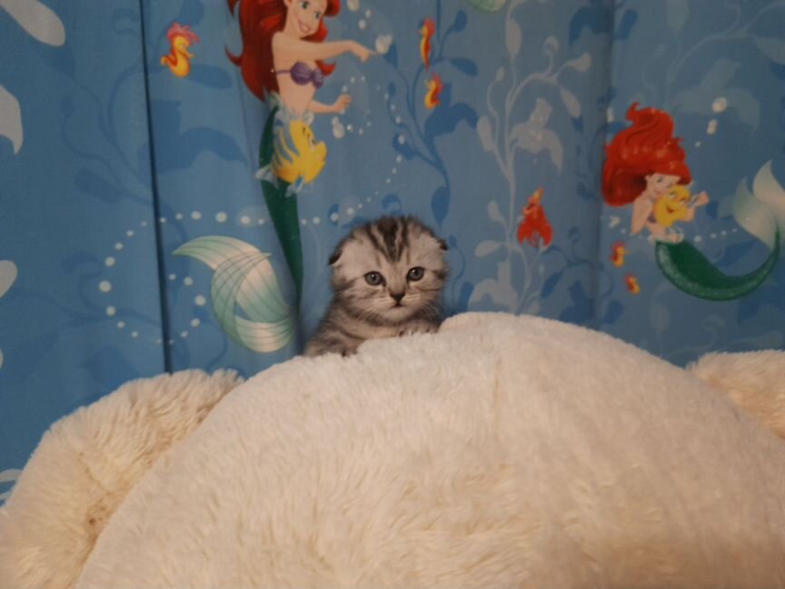 Шотландская вислоухая кошка