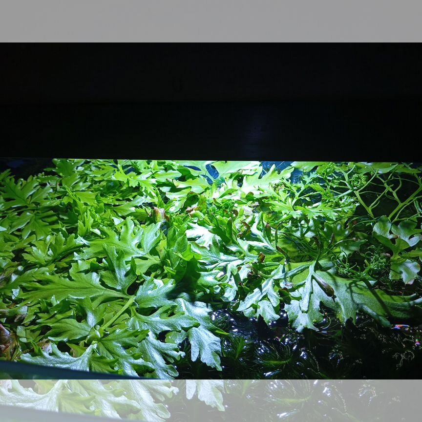 Папоротник и элодея