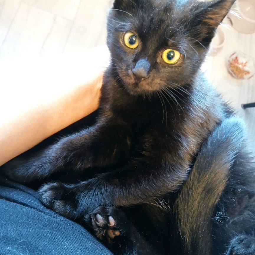 Котенок в добрые руки