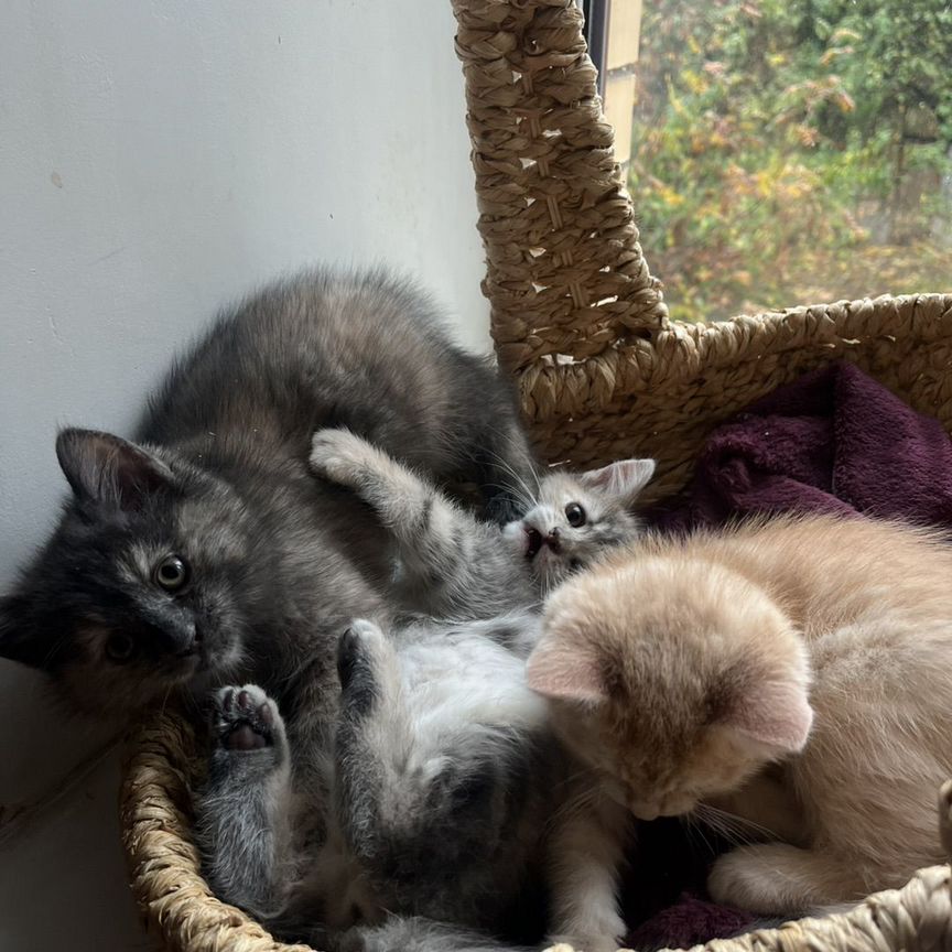 Котята в добрые руки