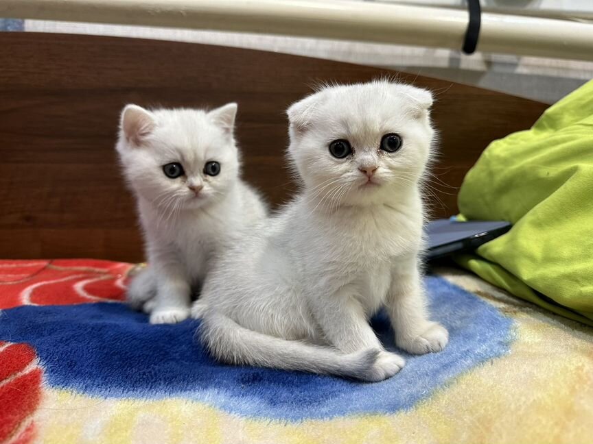 Шотландские котята шиншилла