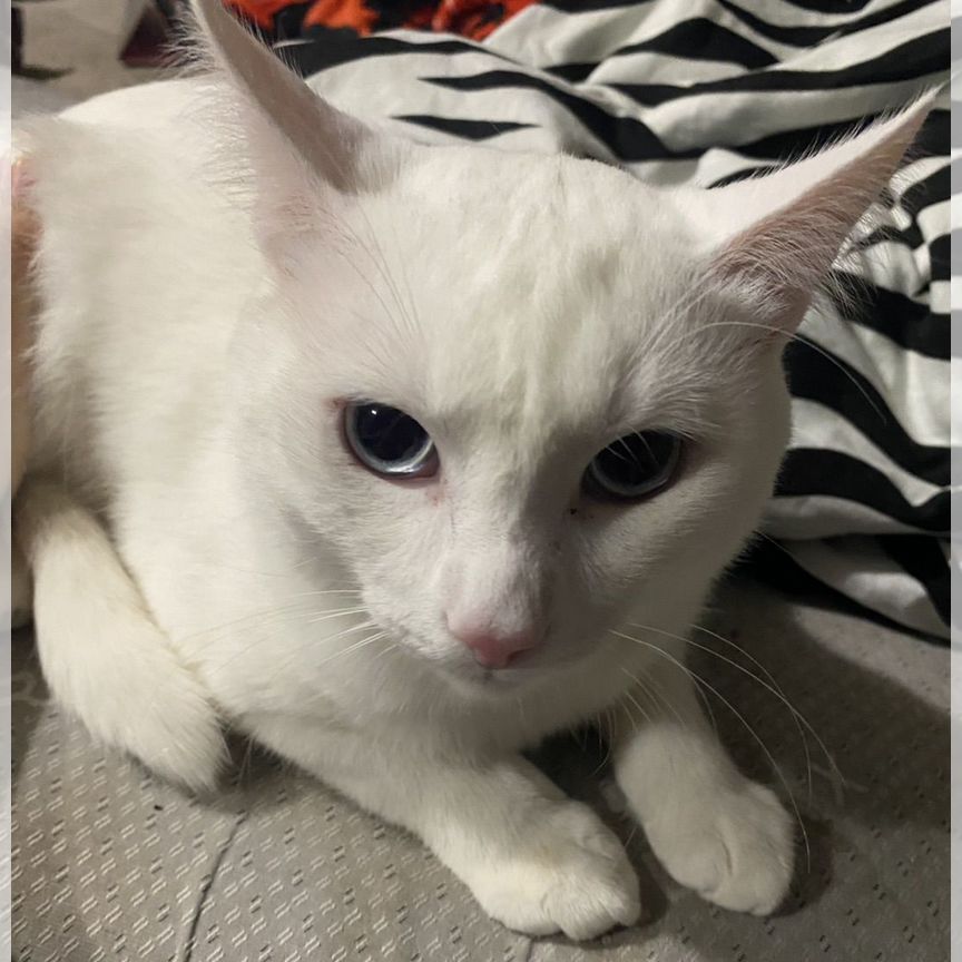 Као-мани котёнок