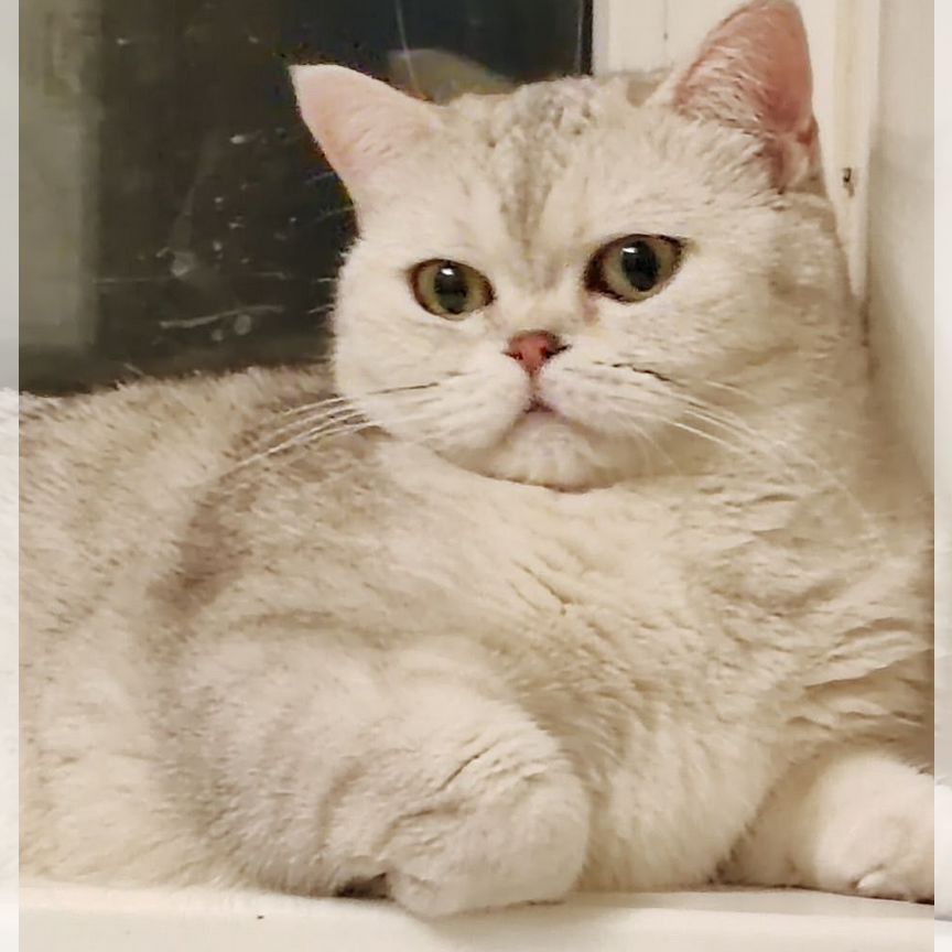 Шотландская прямоухая короткошёрстная, взрослая кошка