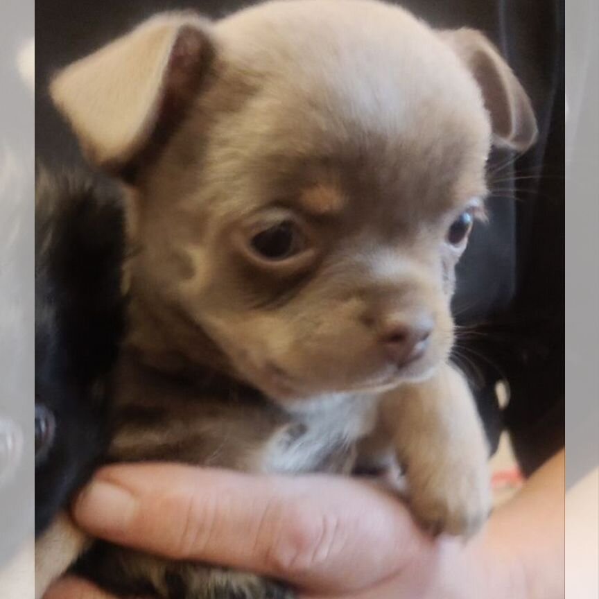 Чихуахуа, щенок