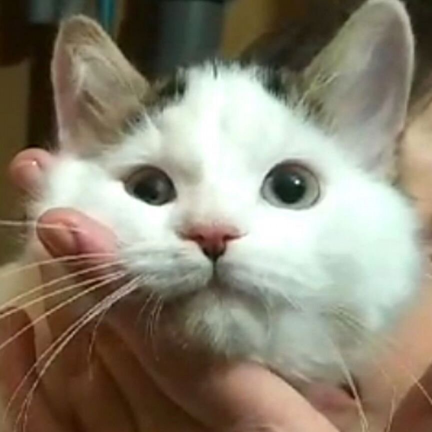 Котенок в добрые руки