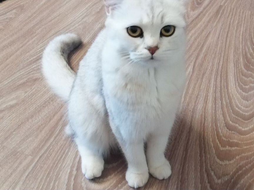 Кошка серебристая шиншилла