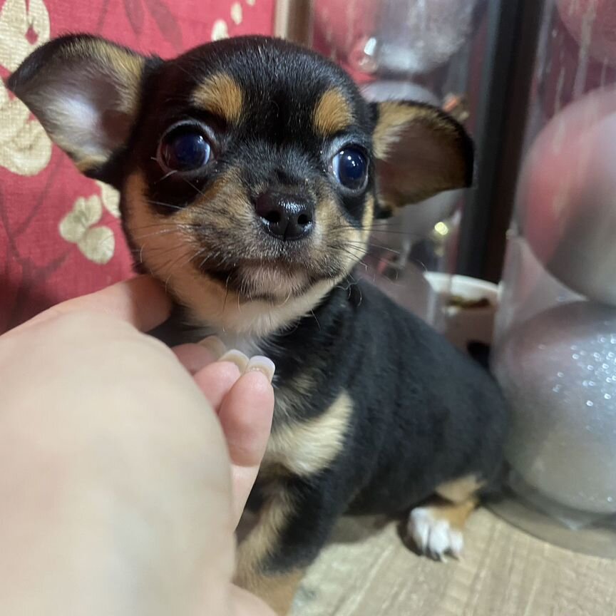 Чихуахуа, щенок