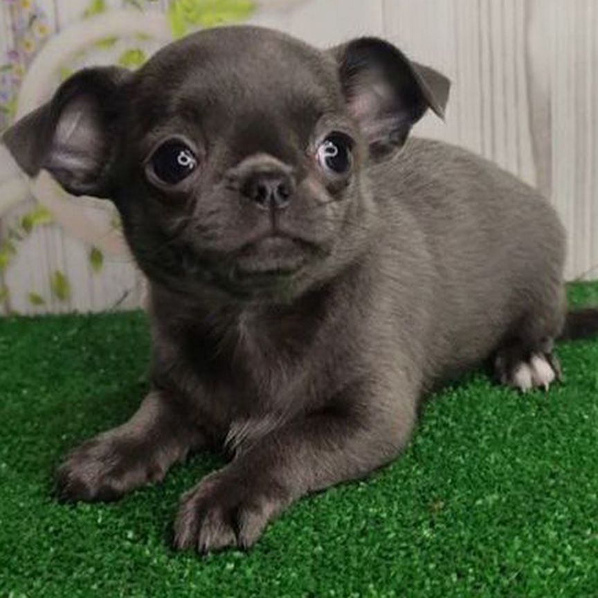 Чихуахуа, щенок