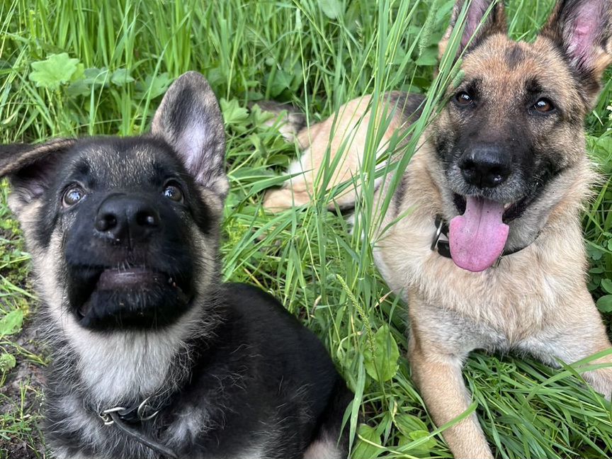 Немецкая овчарка