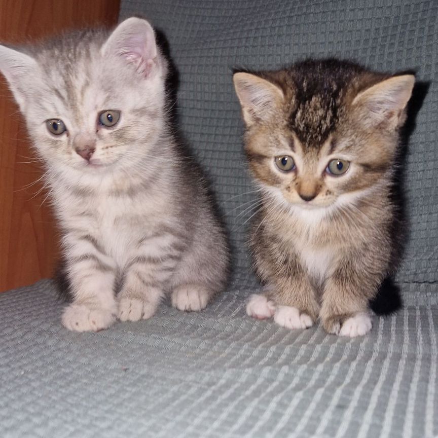 Котята девочки