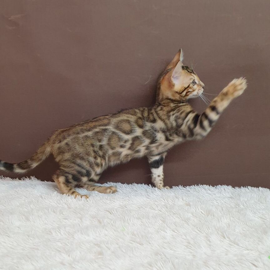 Бенгальские котята