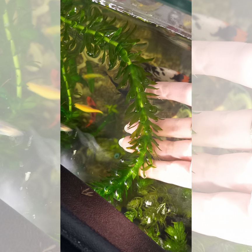 Трава для аквариума