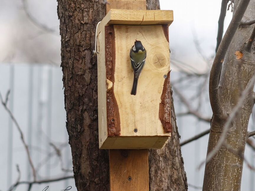 Синичник домик для птиц
