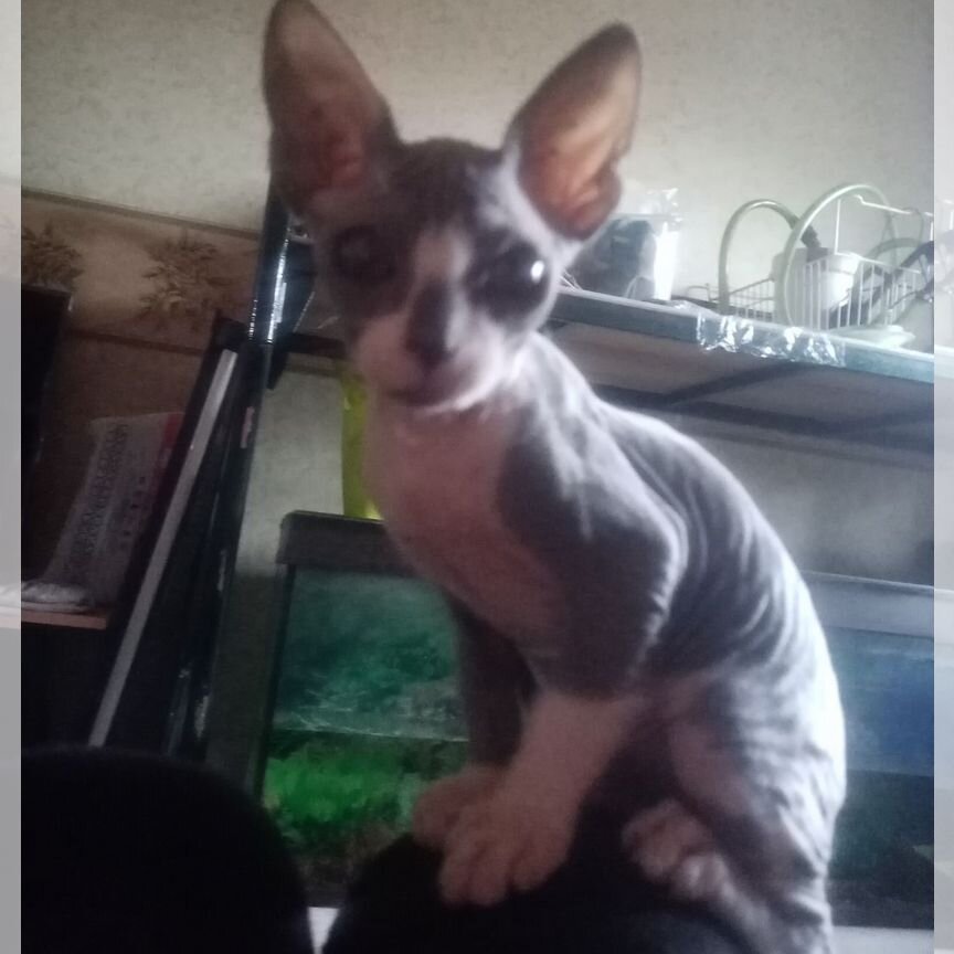 Донской сфинкс котёнок