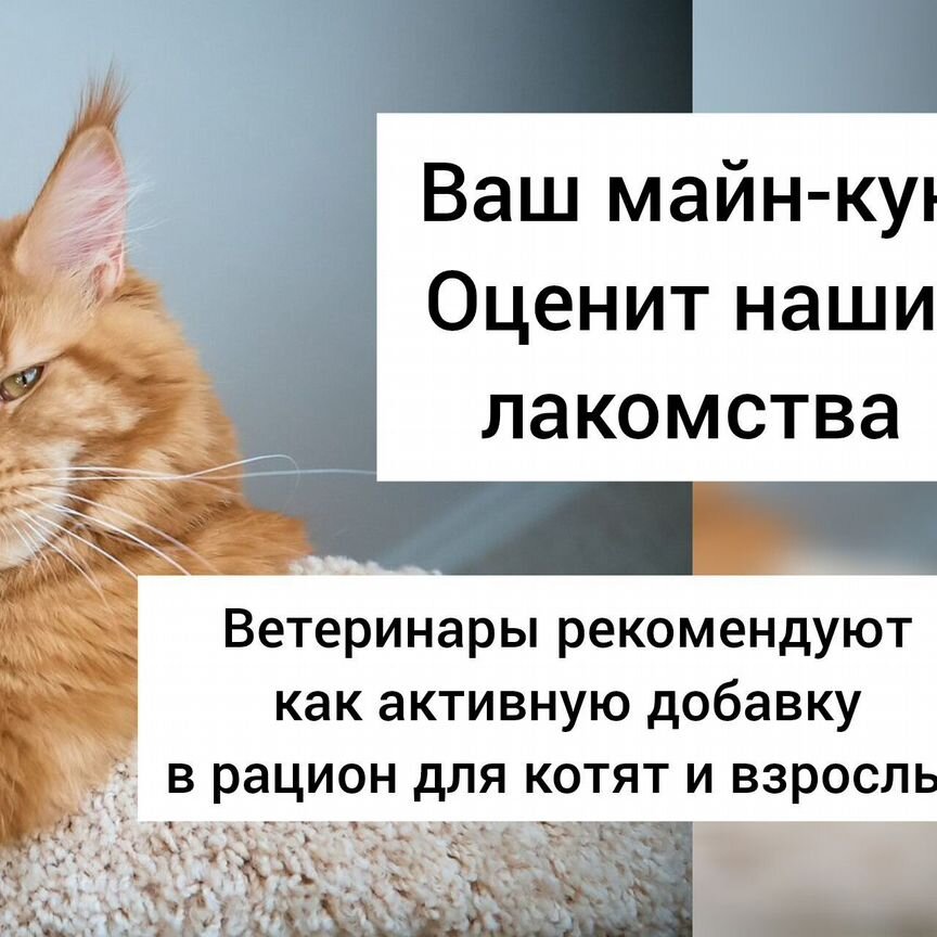 Витамины для котят, котята мейн-кун