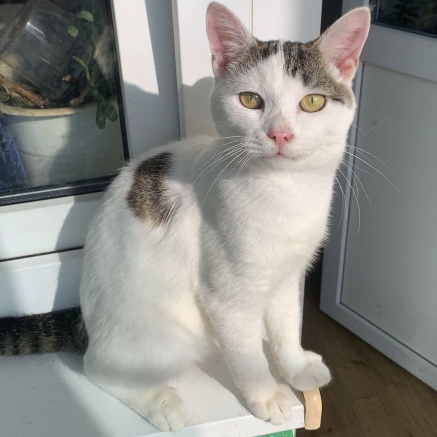 Котики бесплатно