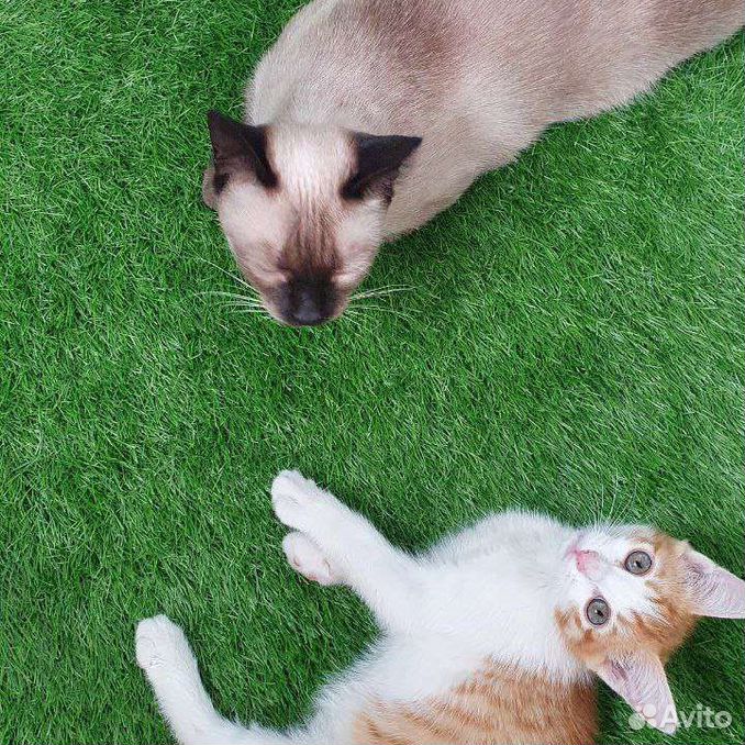 Наглая рыжая морда