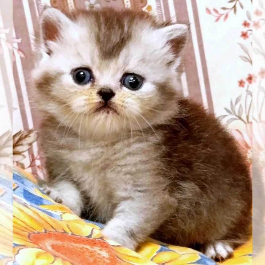 Шотландский прямоухий короткошёрстный котёнок