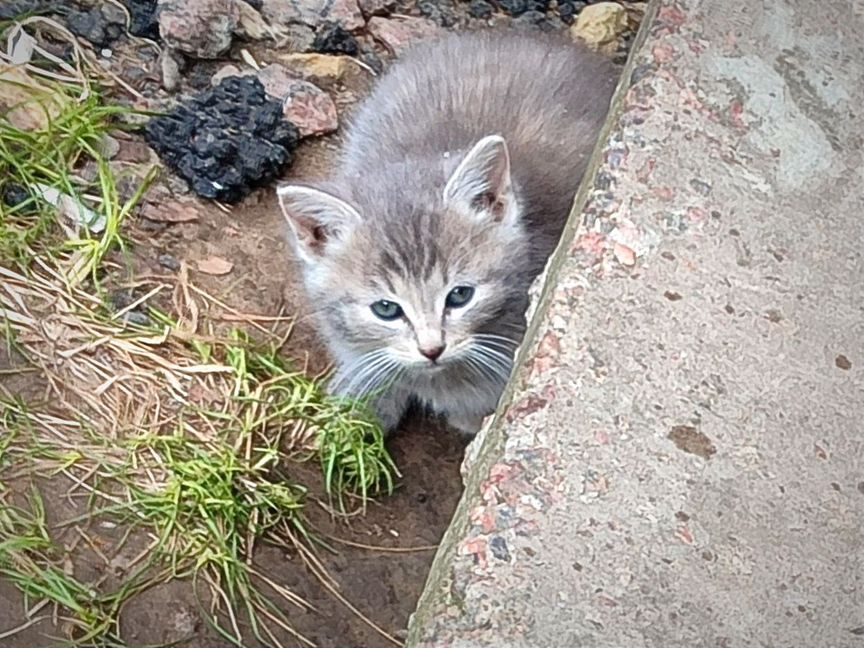 Котёнок ищет тёплый дом