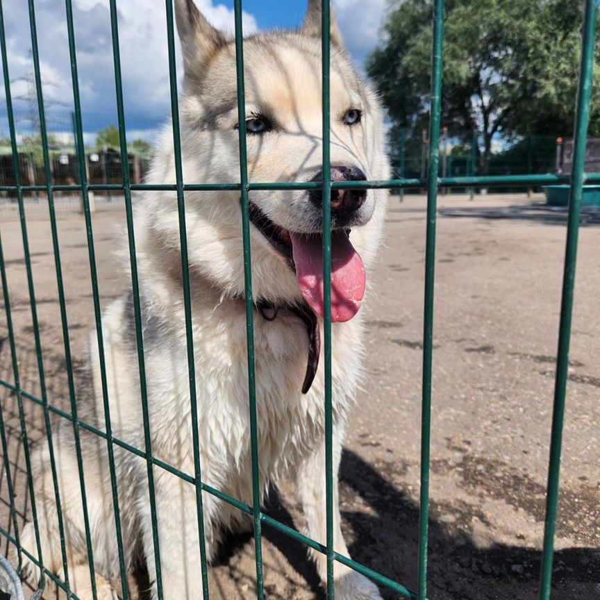 Невероятный Хаски Скай с небесными глазами ищет до