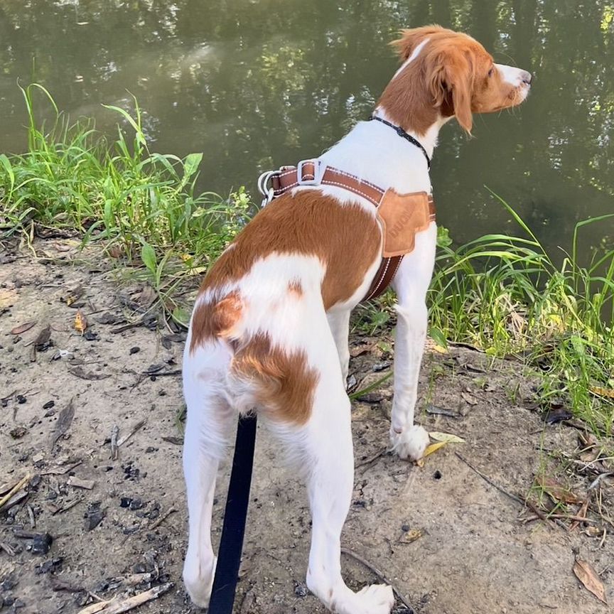 Шлейка для собаки