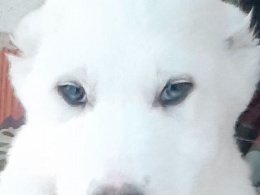 Среднеазиатская овчарка