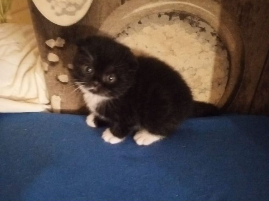 Шотландкие котята вислоухие