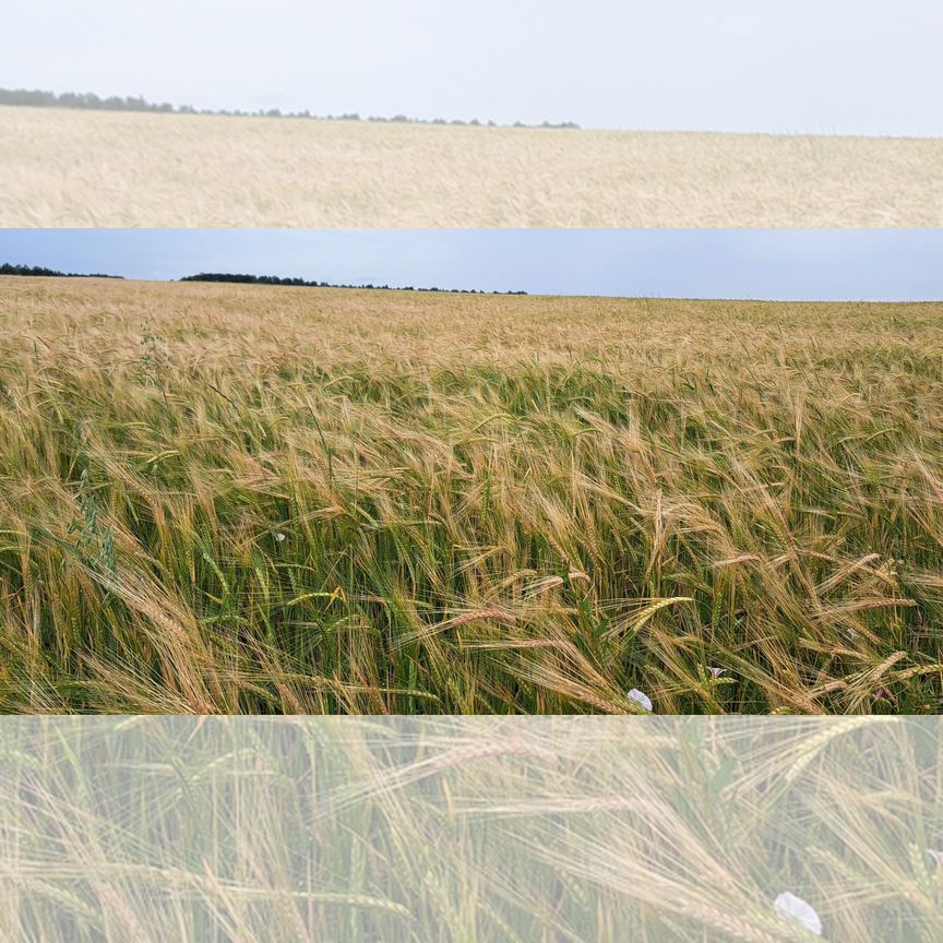 Продам ячмень