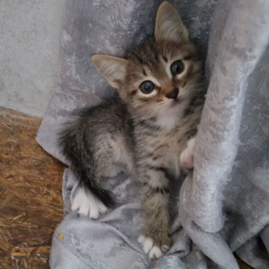 Котёнок в добрые руки