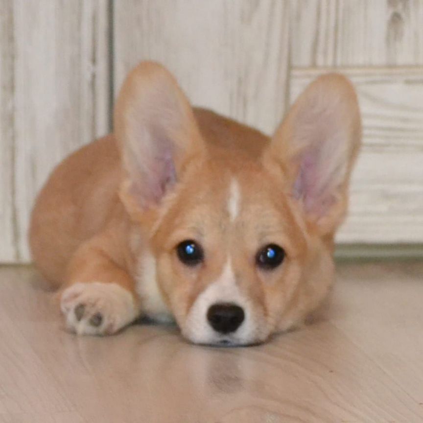 Вельш-корги пемброк мальчик