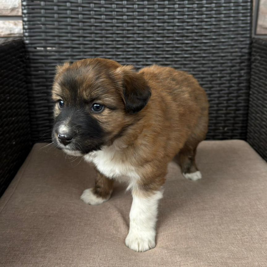 Щенок в добрые руки