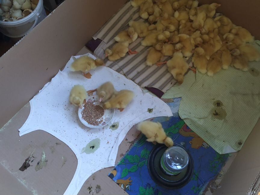 Утята Агидель недельные