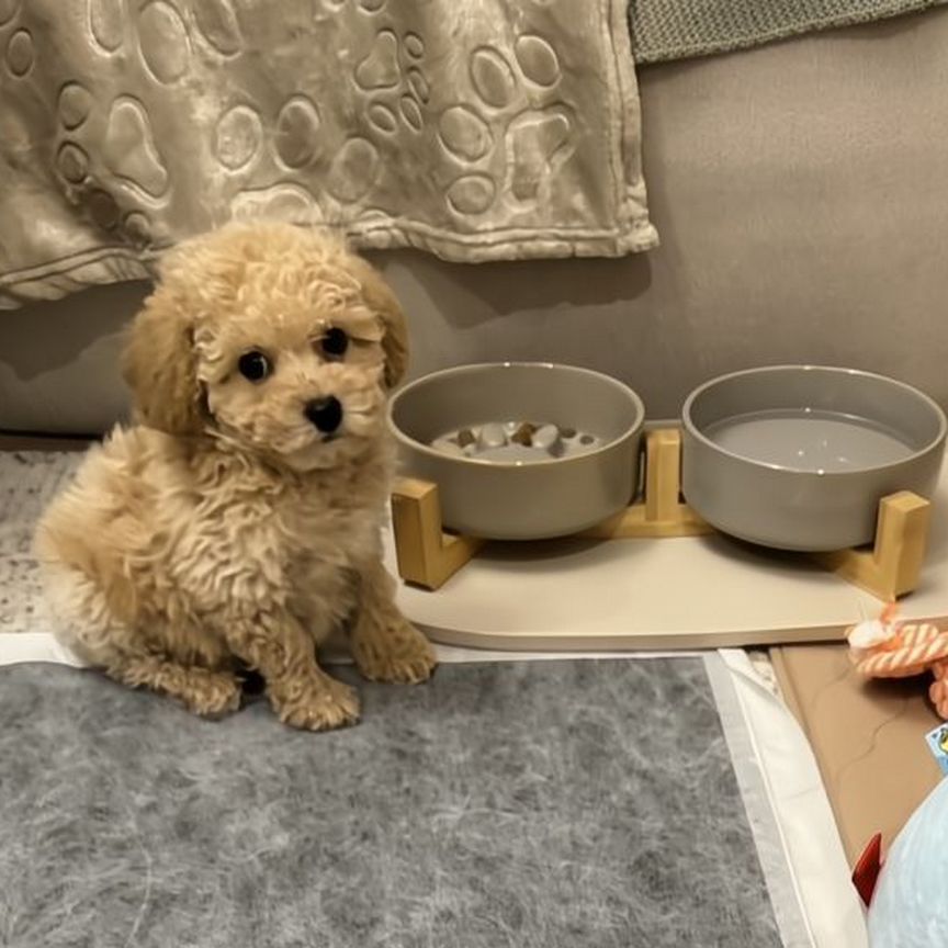 Мальтипу, щенок