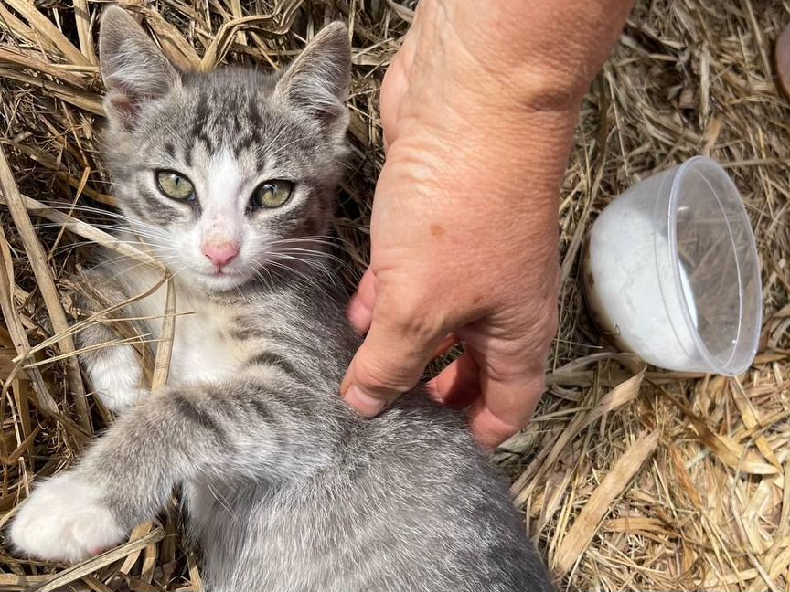 Дублеры кота В сапогах