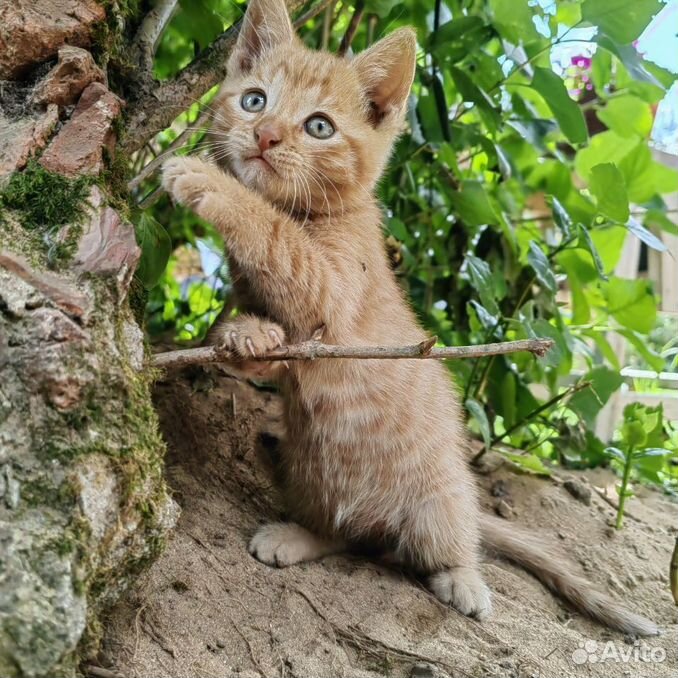 Озорные пушистые котята