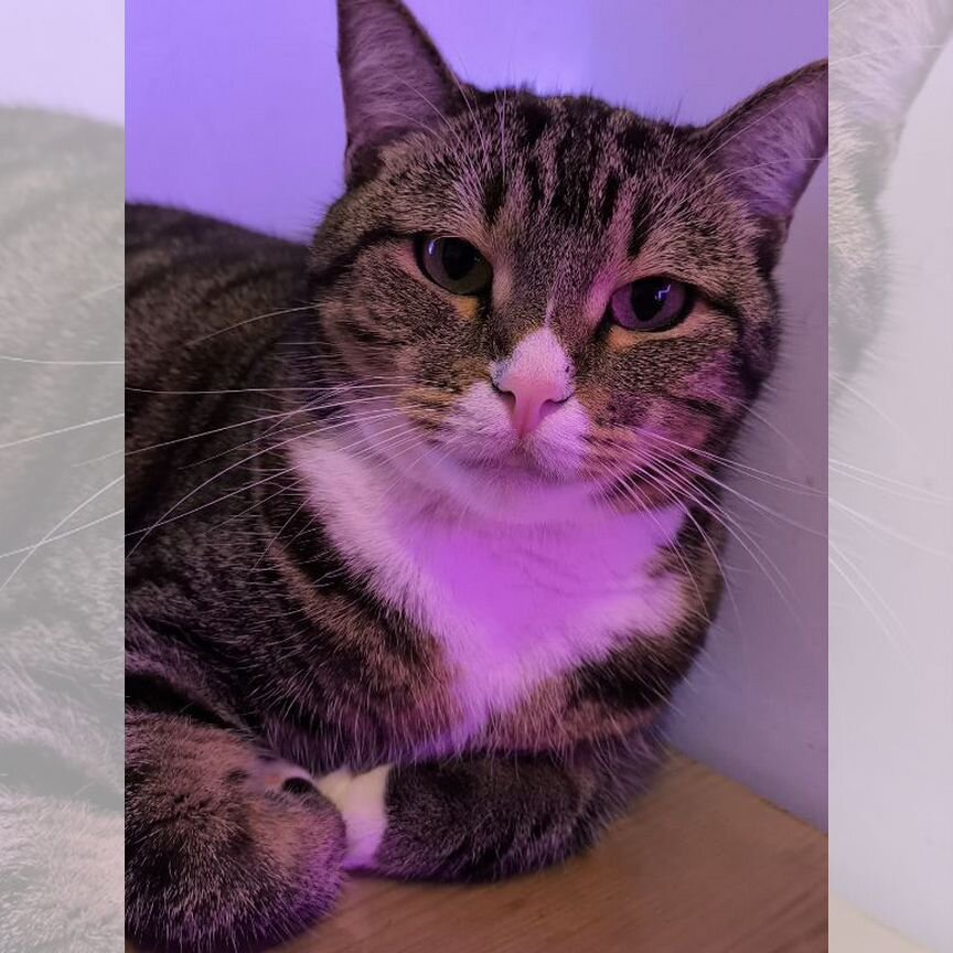 Британская короткошёрстная, взрослая кошка