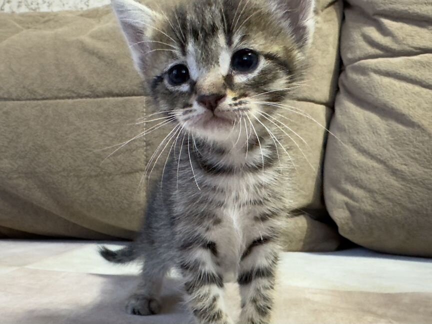 Кот мышелов