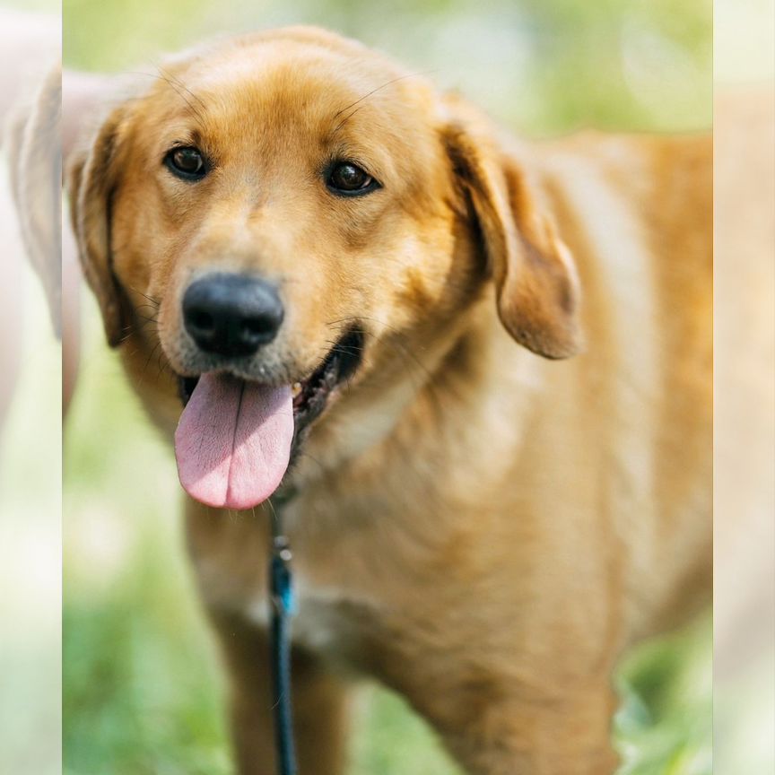 Одинокий пёсик ищет дом